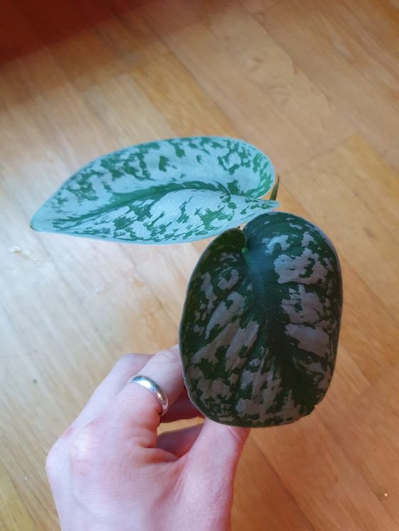 Scindapsus pictus exoticus/ gefleckte Efeutute (Gebraucht) in bern für ...