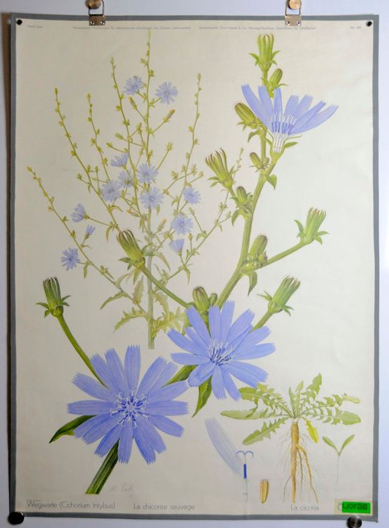 Schulwandbild 105 Wegwarte Marta Seitz 1960 | Kaufen auf Ricardo