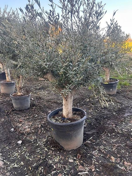 Olivenbaum "Pubertier II" (Gebraucht) in Zuckenriet für CHF 355 – nur Abholung auf Ricardo kaufen