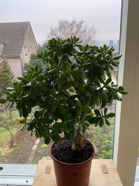 Crassula ovata - Geldbaum / Pfennigbaum | Kaufen auf Ricardo