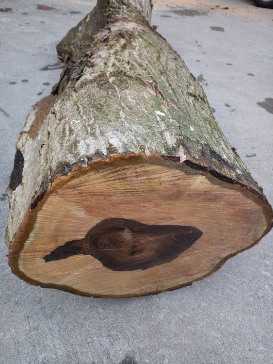 Nussbaum Stamm Nussholz drechseln Holz | Kaufen auf Ricardo