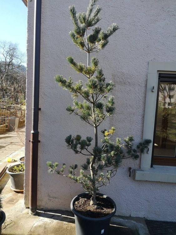 Pinus parviflora Tempelhof 208 cm hoch | Kaufen auf Ricardo