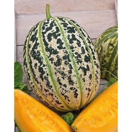 Melone - Sorte "Melon de Lunéville" | Kaufen auf Ricardo