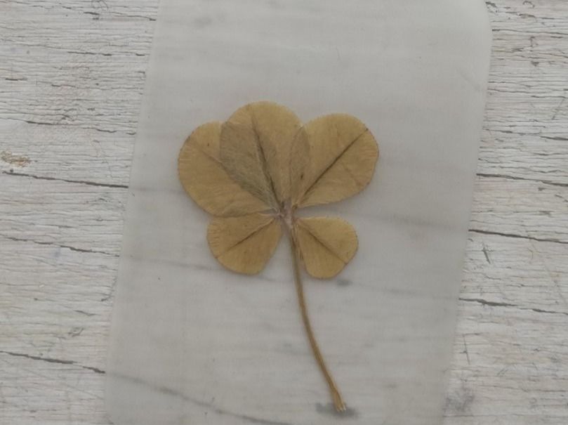 Kleeblatt 5 Blattrig