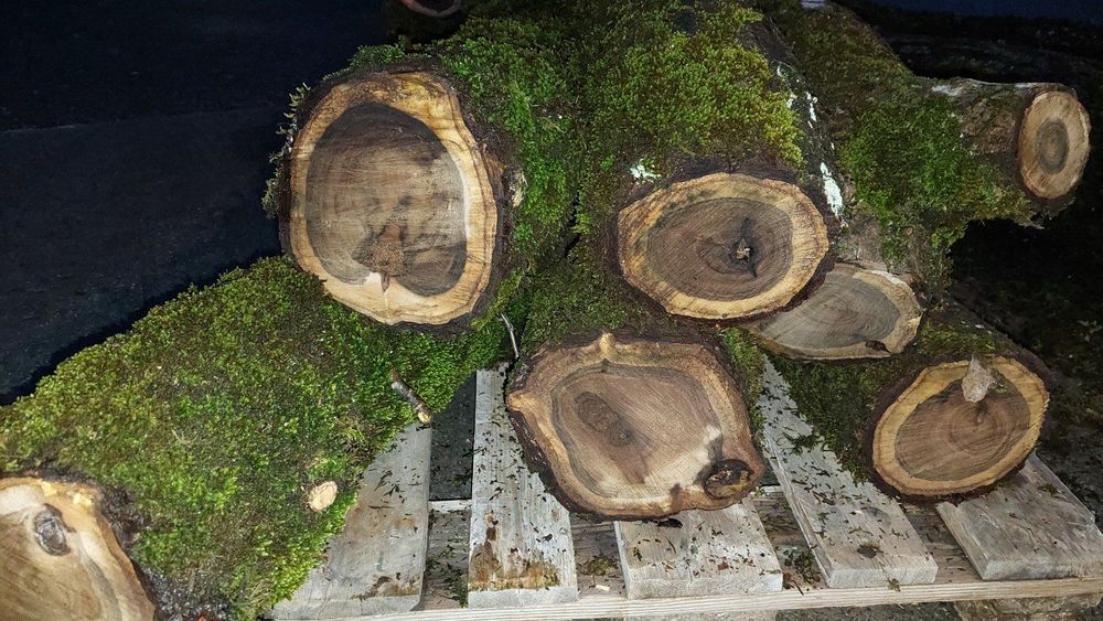 Nussholz Nussbaumast Holz Nuss drechseln | Kaufen auf Ricardo