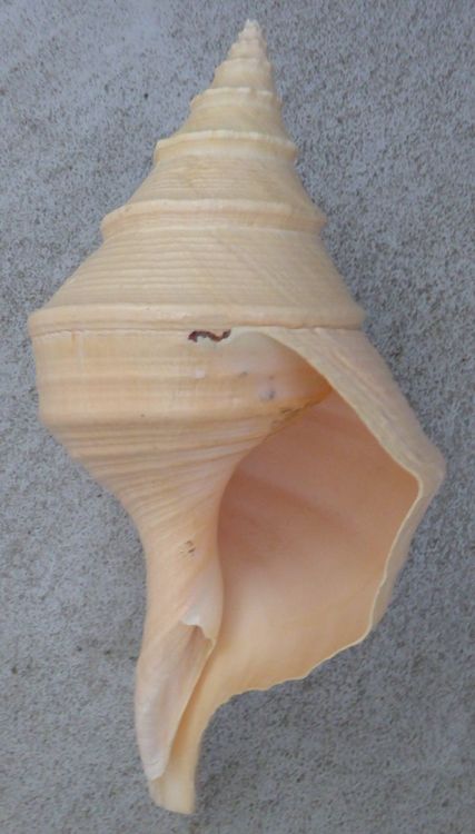 SYRINX ARUANUS 40 CM LANG !,-DIE GRÖSSTE MUSCHEL AUF RICARDO | Kaufen ...