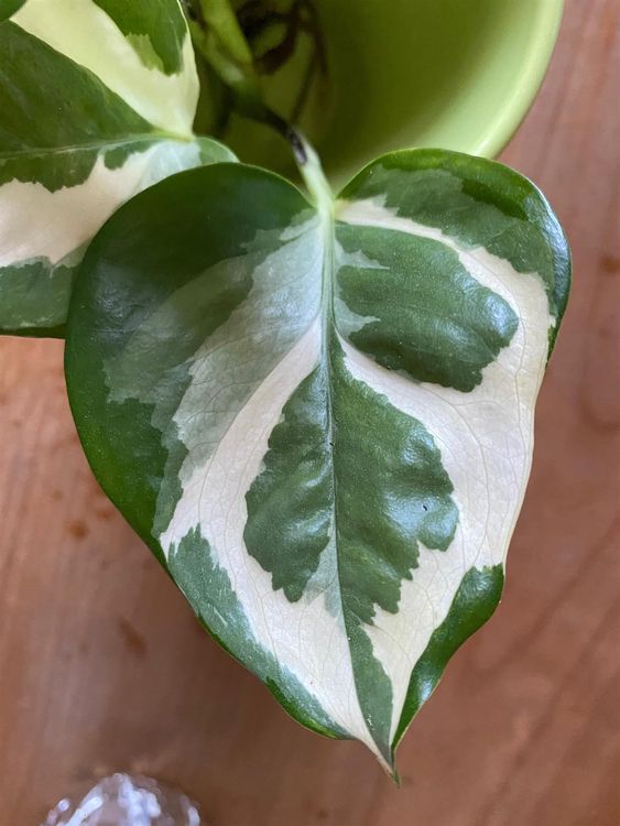 Efeutute Epipremnum pinnatum "N'Joy" | Kaufen auf Ricardo