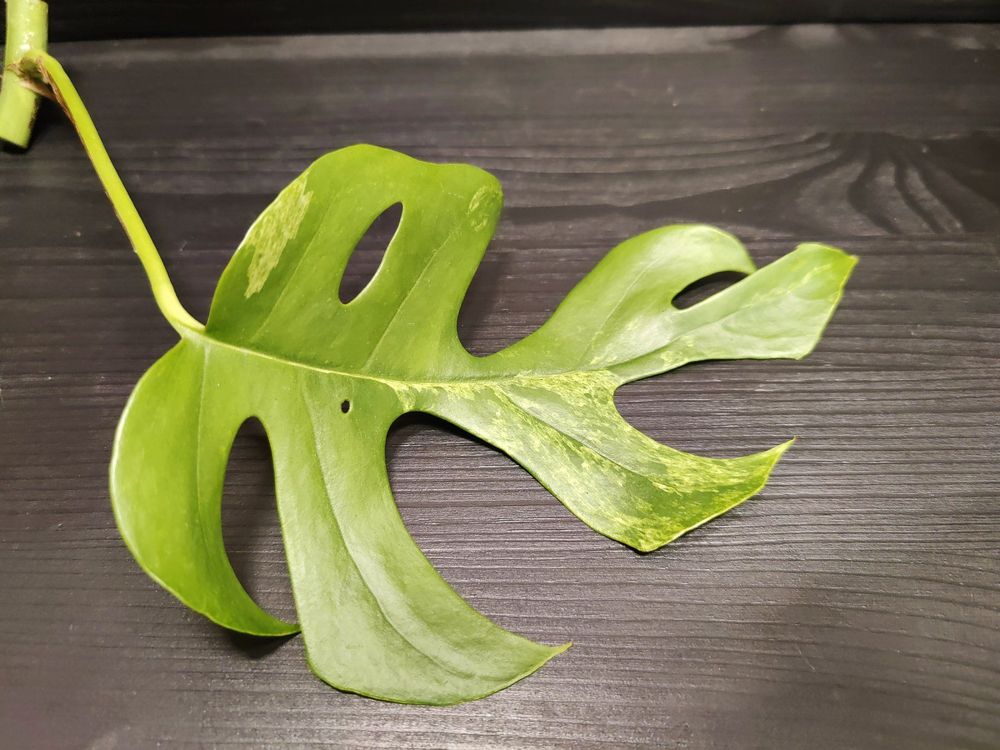 Monstera minima mint variegata | Kaufen auf Ricardo