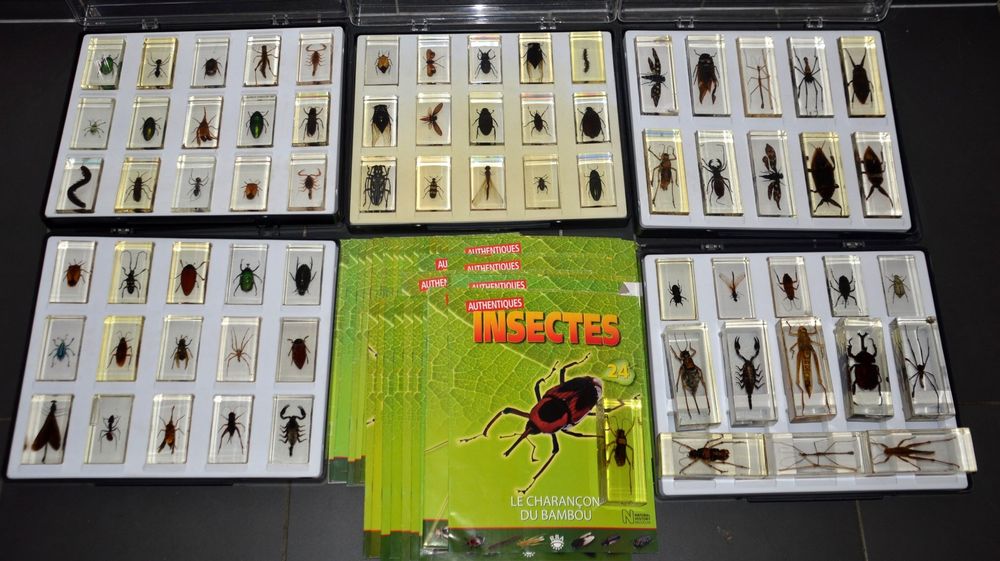 Collection - 69 insectes / Sammlung - 69 Insekten | Kaufen auf Ricardo