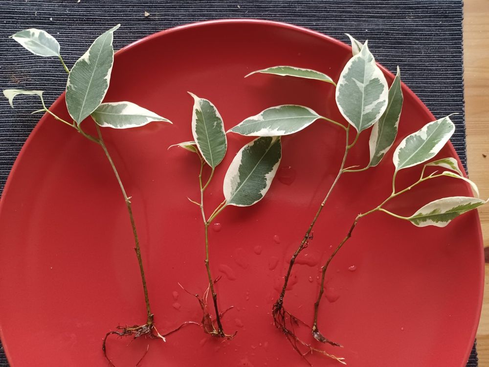 Ficus Benjamini variegata Stecklinge bewurzelt | Kaufen auf Ricardo