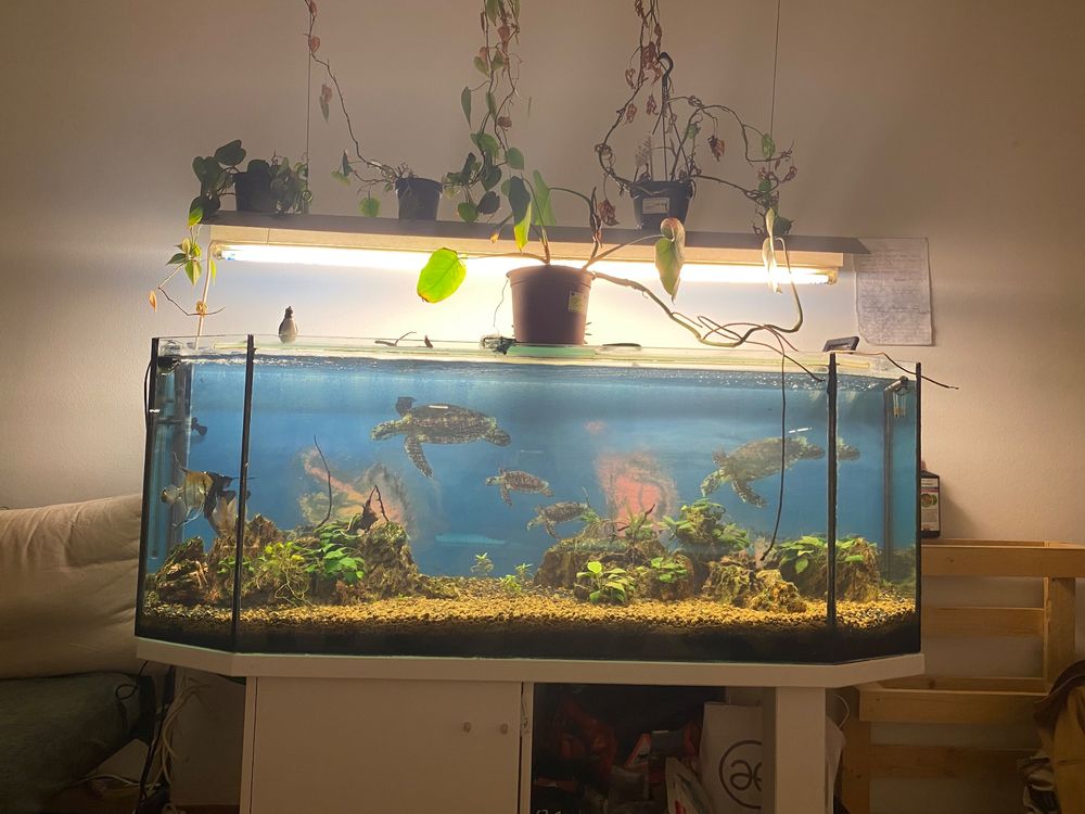 600l Aquarium inkl. gesammtinhalt & Möbel | Kaufen auf Ricardo