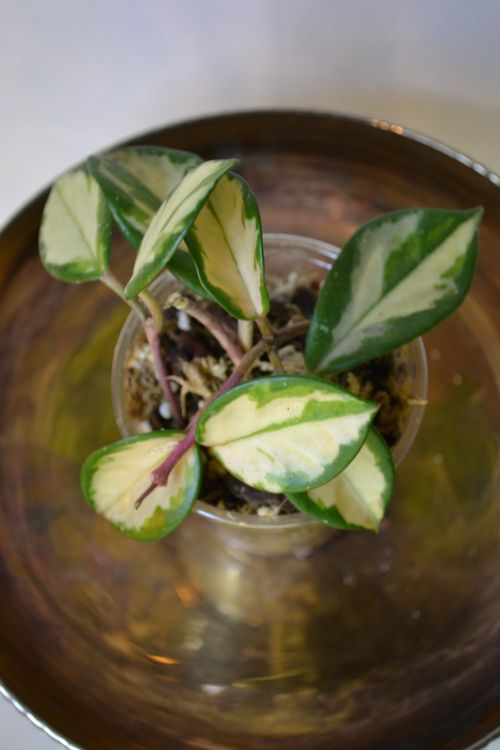 Hoya Carnosa Tricolor bouture | Kaufen auf Ricardo