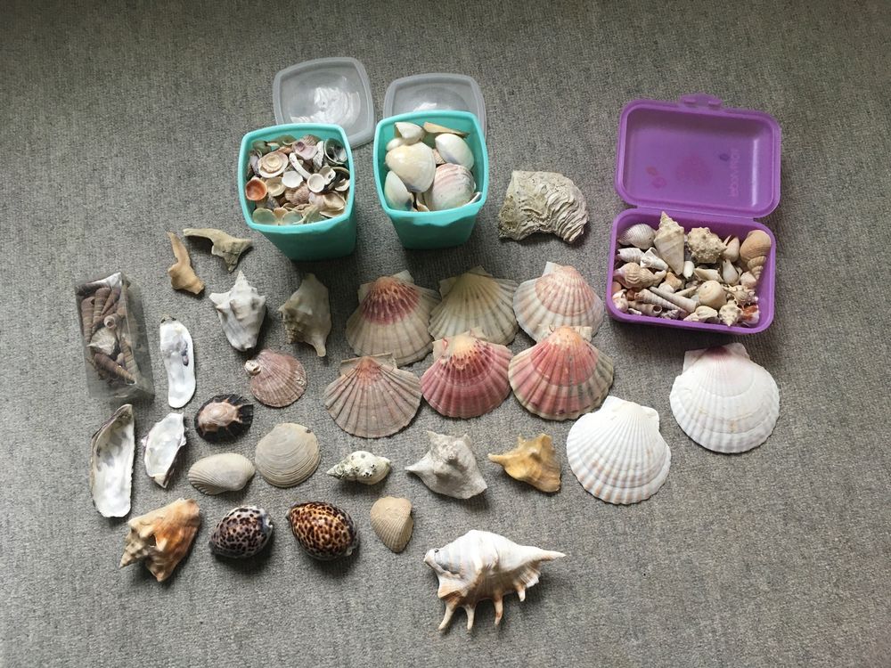 viele Muscheln zum Basteln | Kaufen auf Ricardo