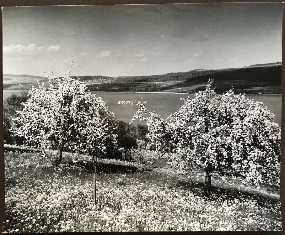 Hallwilersee im Frühling - Foto Treier Luzern 1958 | Kaufen auf Ricardo