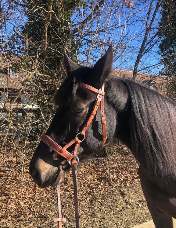 Sidepull cob | Kaufen auf Ricardo