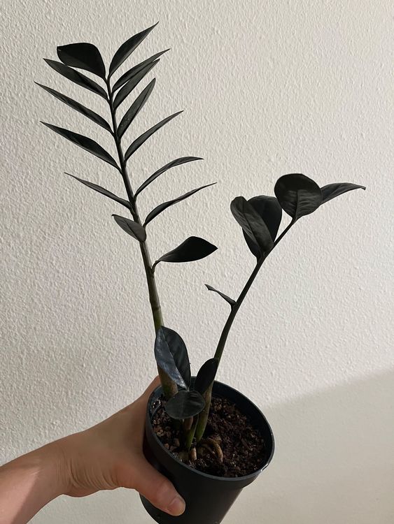 Zamioculcas black Raven Rarität | Kaufen auf Ricardo