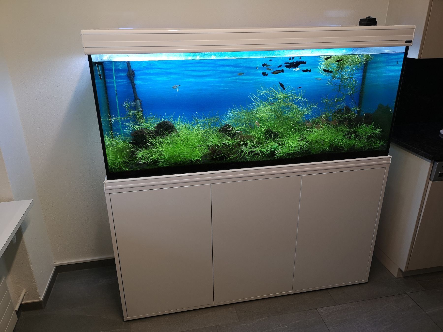Aquarium 500l mit Inhalt und Zubehör | Kaufen auf Ricardo