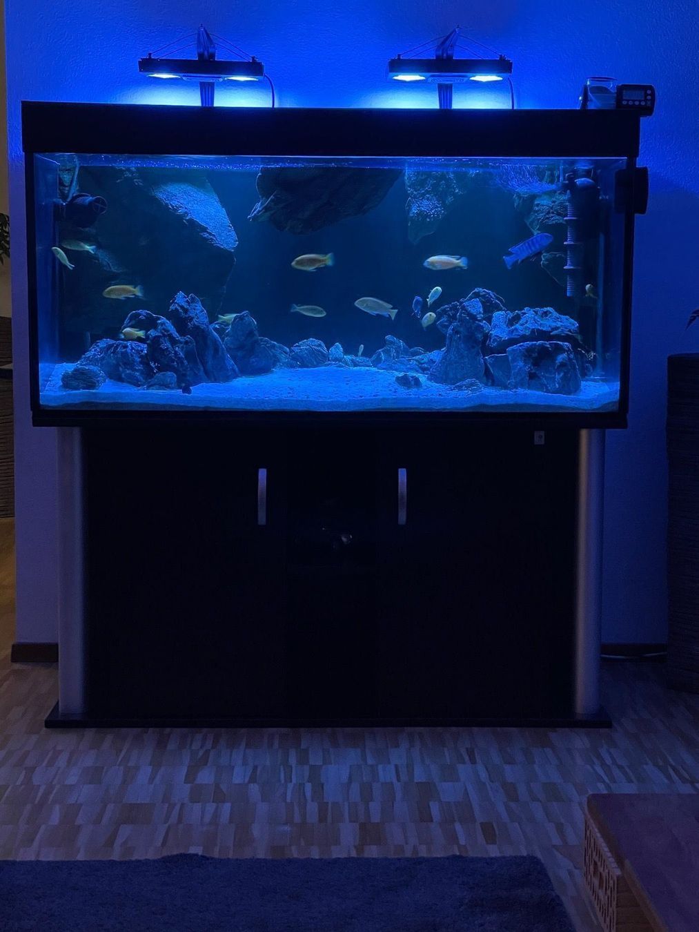 500 Liter Malawi Aquarium komplett! | Kaufen auf Ricardo